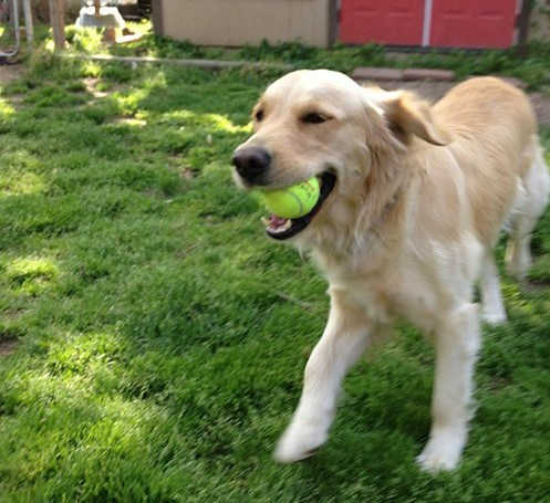 The Moms (Dams) – NWA Goldens